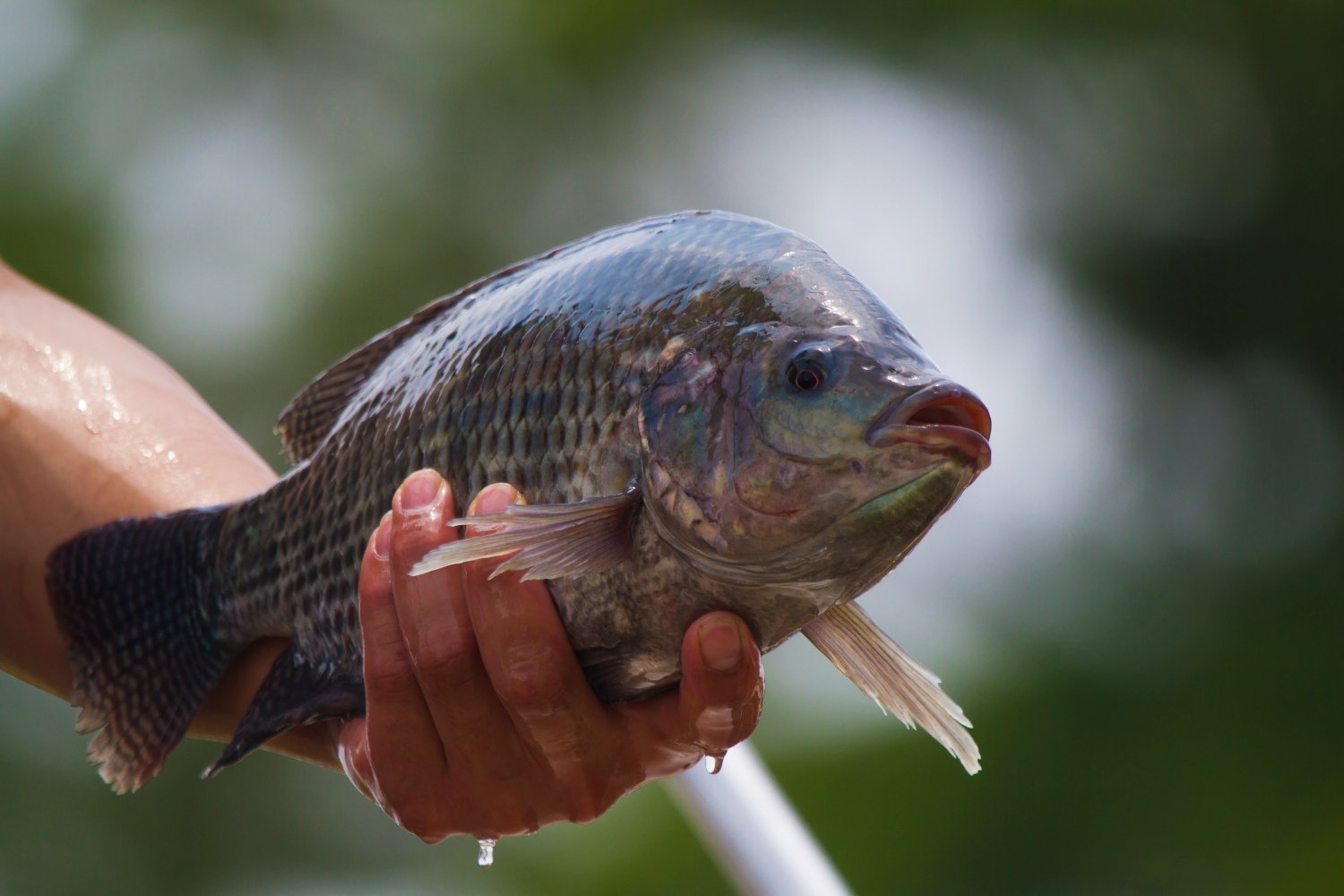 Por que os peixes cultivados no Brasil podem chegar a 1 milhão de ...